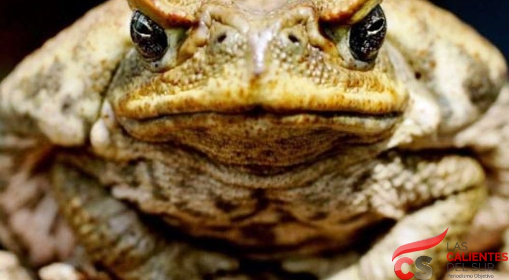 Hallan método para curar heridas sin dejar cicatrices gracias a piel de ...