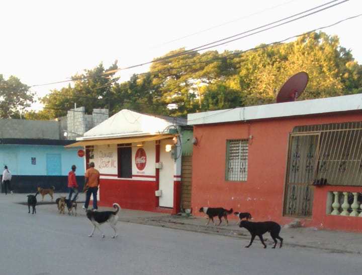 Preocupa cantidad de perros realengos en San Juan, temen a casos de ...