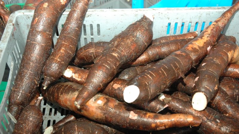 Presentan nuevas variedades de yuca para el consumo - Las Calientes del Sur