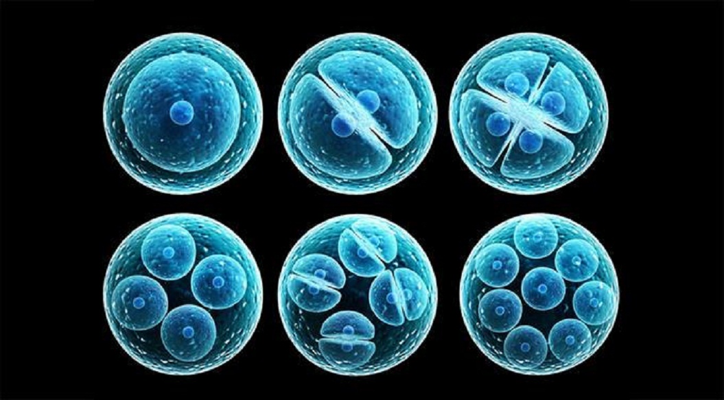 Dos nuevos atlas moleculares revelan cómo crecen y se desarrollan las ...