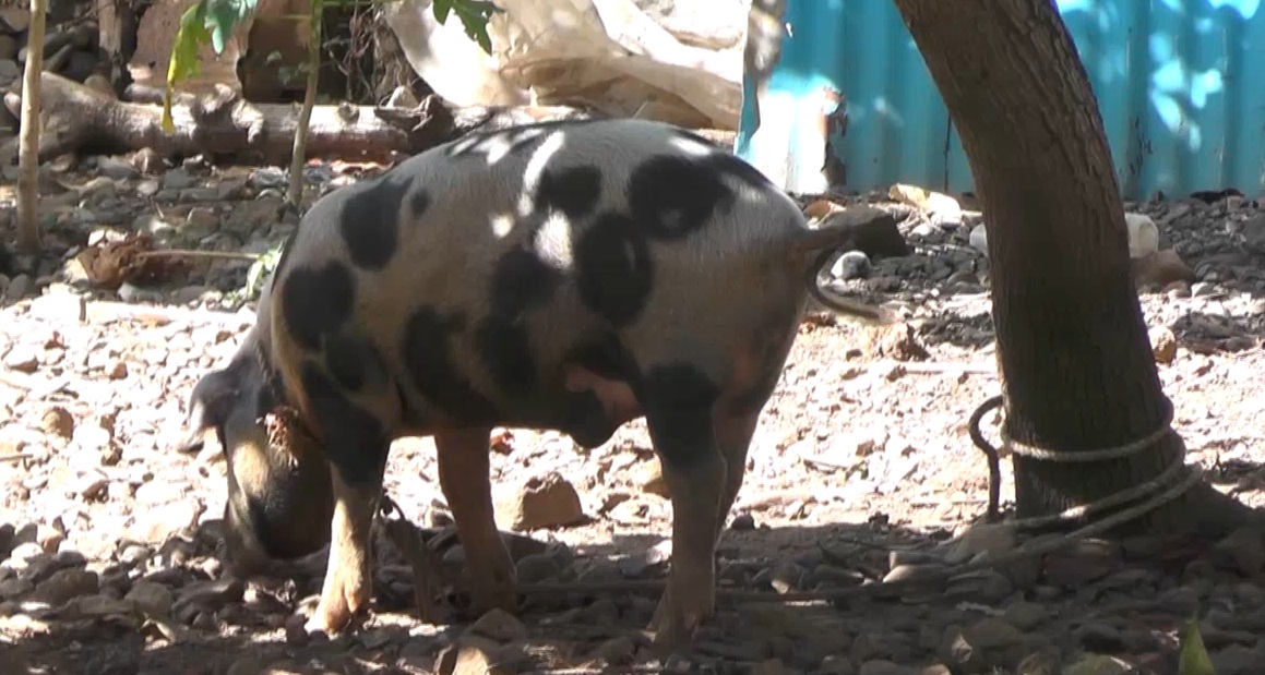 Gripe porcina sigue matando cerdos en San Juan, Agricultura y Salud ...