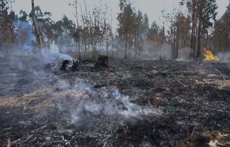 Dan por extinguido incendio forestal en el Parque Nacional José del Carmen Ramírez - Las ...