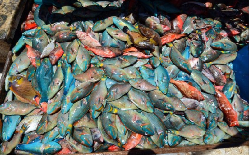 Gobierno veda por dos años pesca de pez loro, pepino de mar y otras ...
